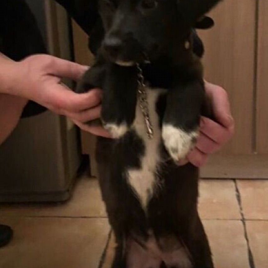 Бемби, 2,5 месяца