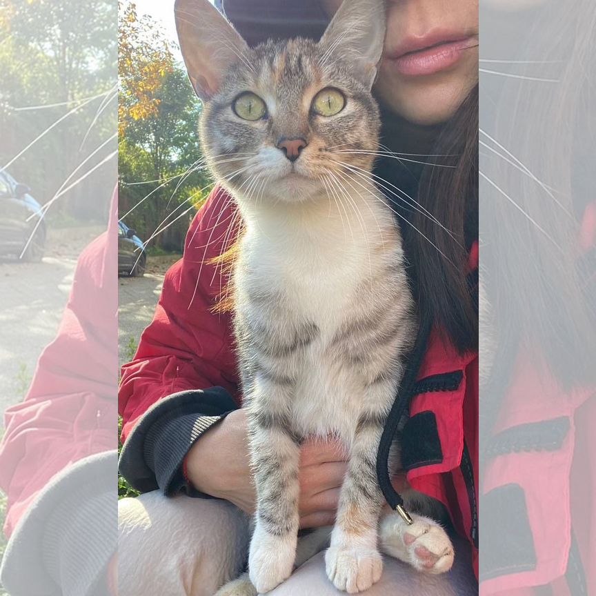 Кошка В добрые руки SOS