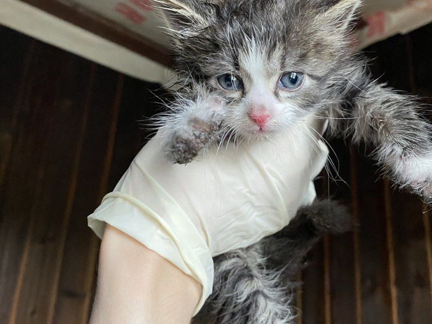 Котята в добрые руки