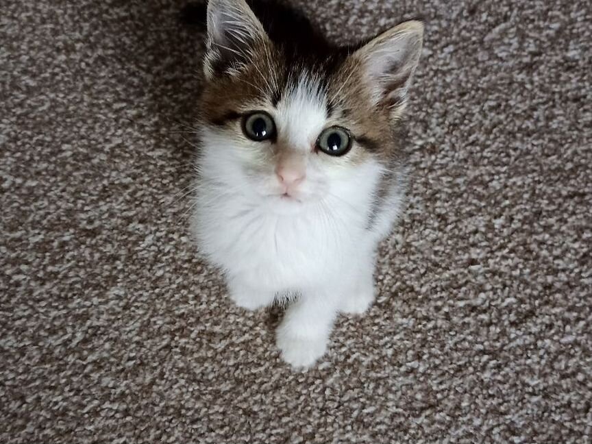 Котята