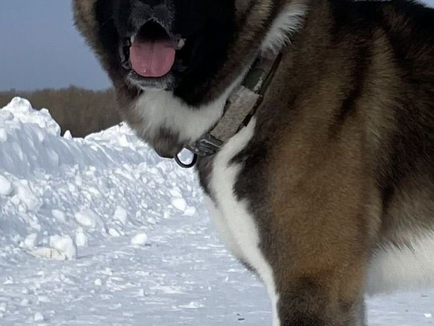 Американская акита Вязка