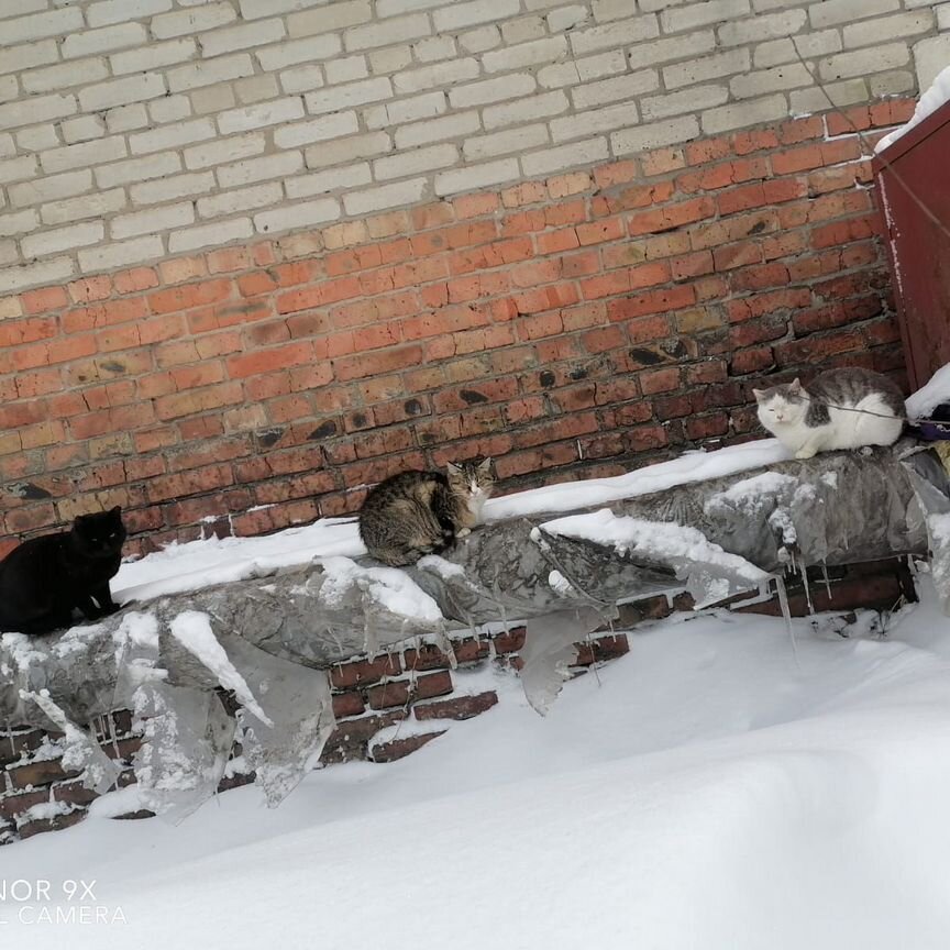 Кошки выживают на улице, спасите