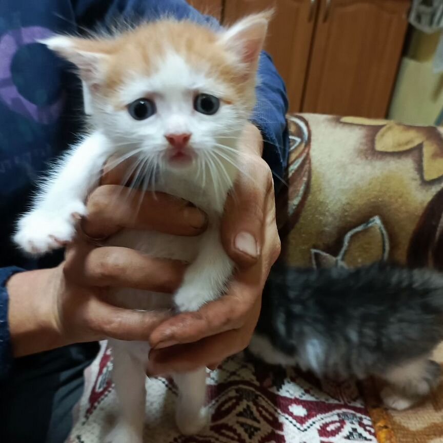 Котята в добрые руки бесплатно