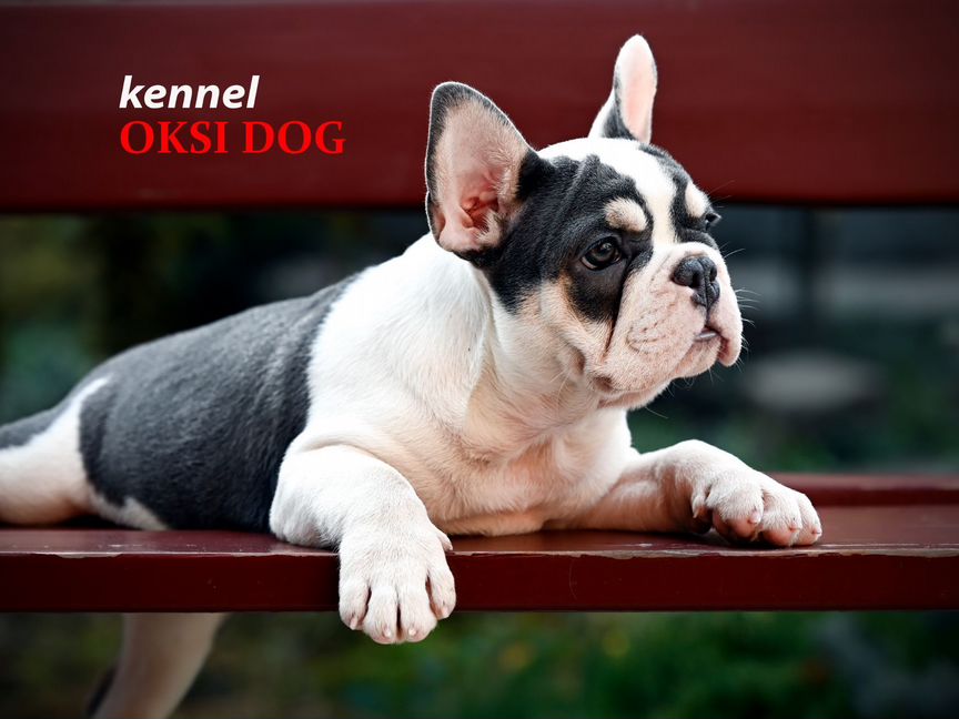 Роскошная девочка французский бульдог