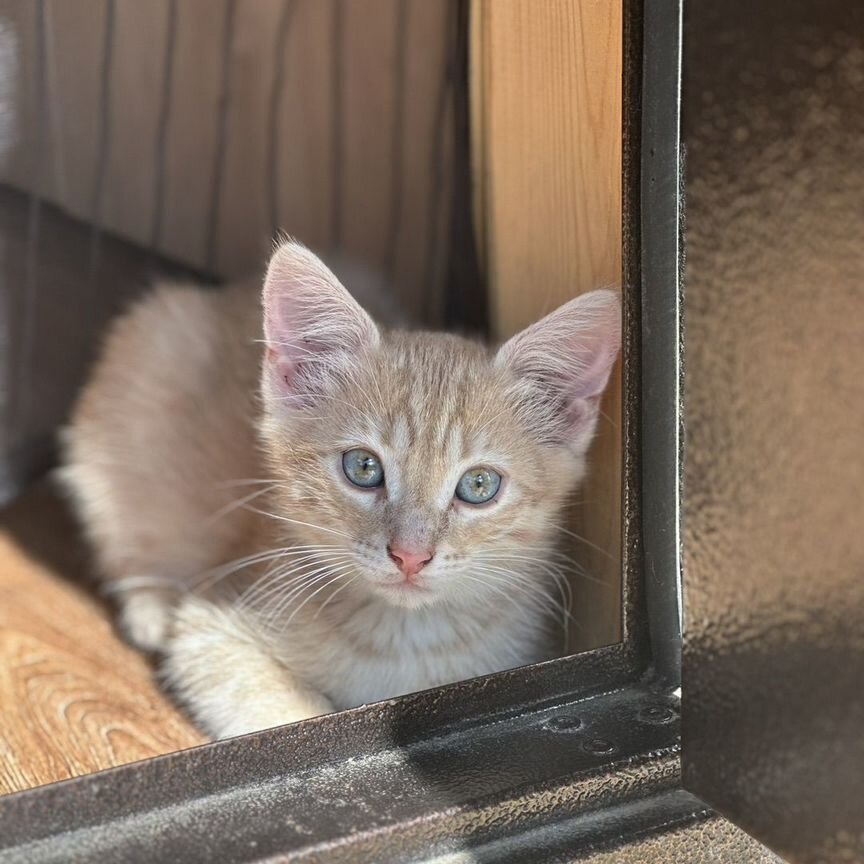 Котята бесплатно