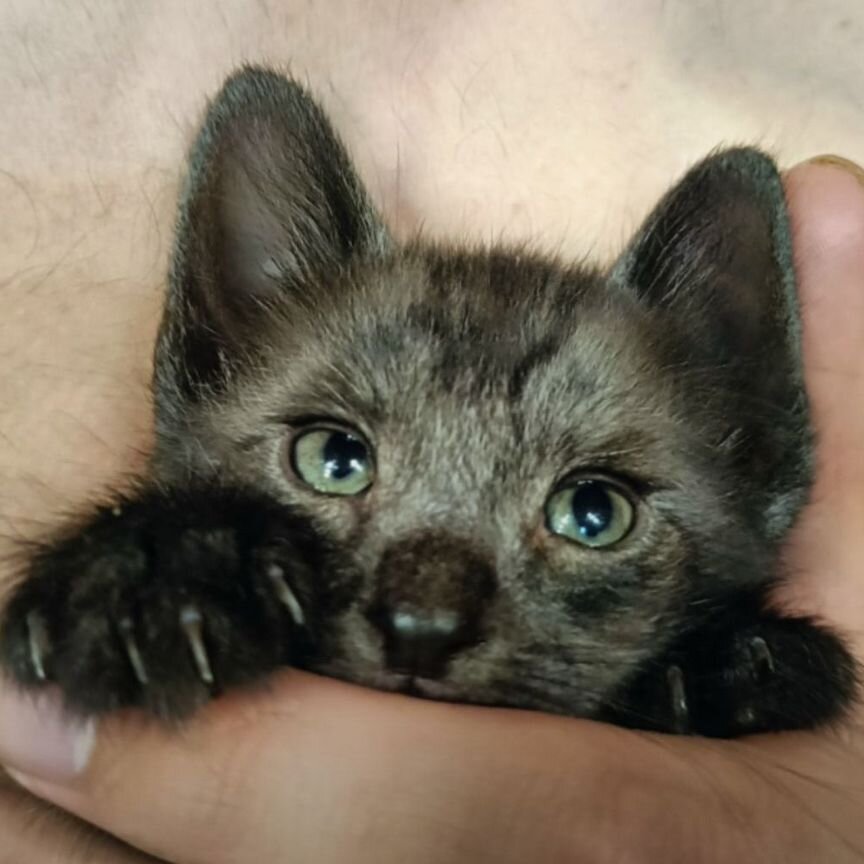 Котёнок в добрые руки