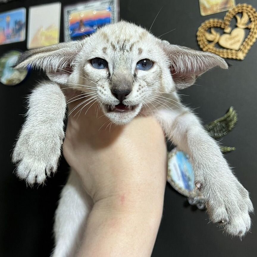 Ориентальный котёнок