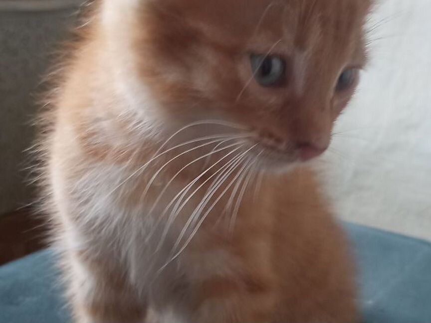 Котёнок