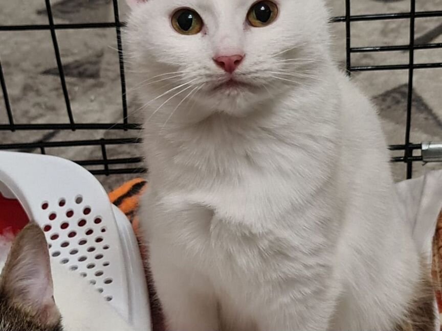 Котята в добрые руки бесплатно кошки