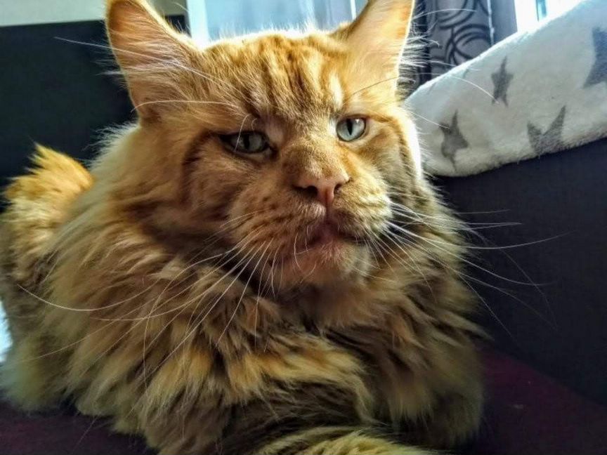 Кошки