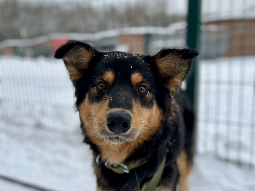 Милый Бемби из приюта