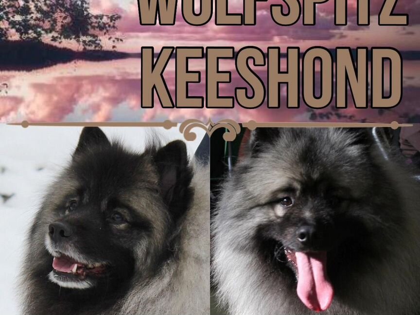 Кеесхонд Немецкий Вольф шпиц