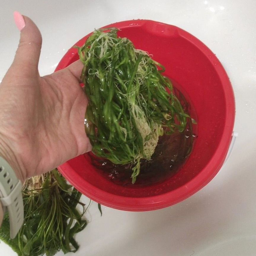 Аквариумные растения