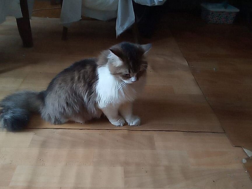 Породистые большие кошки