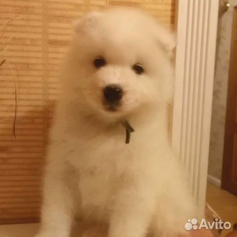 Славные щенки/самоеды