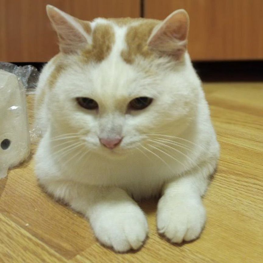 Взрослый кот в добрые руки