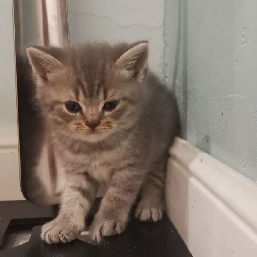 Домашние животные котята