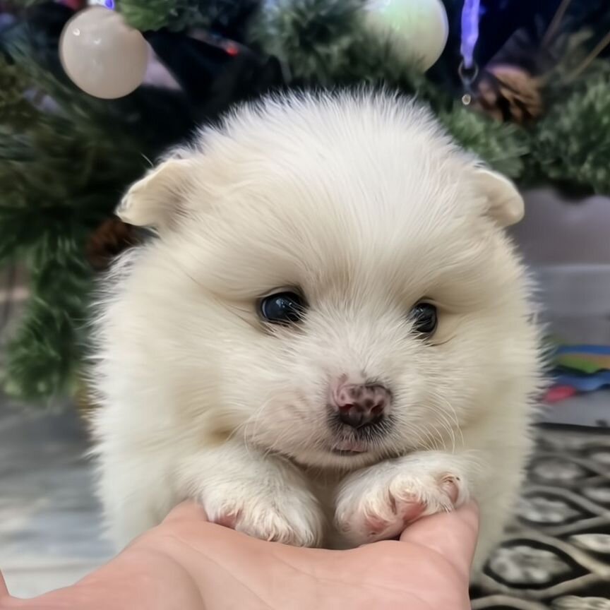 Померанский шпиц, щенок