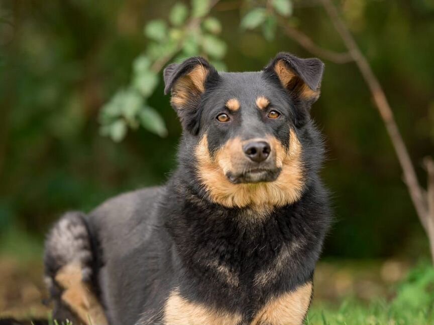 Метис французской овчарки Гретта 3 года