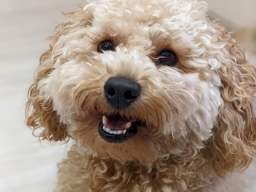 Карликовый пудель вязка