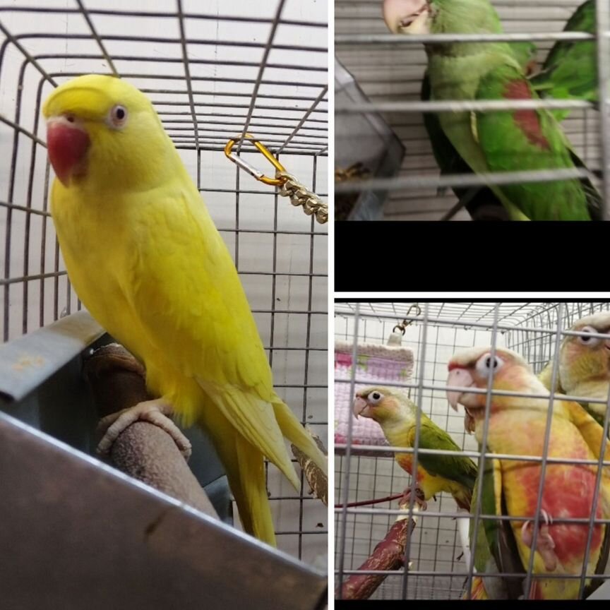 Попугай Ожереловый и не только