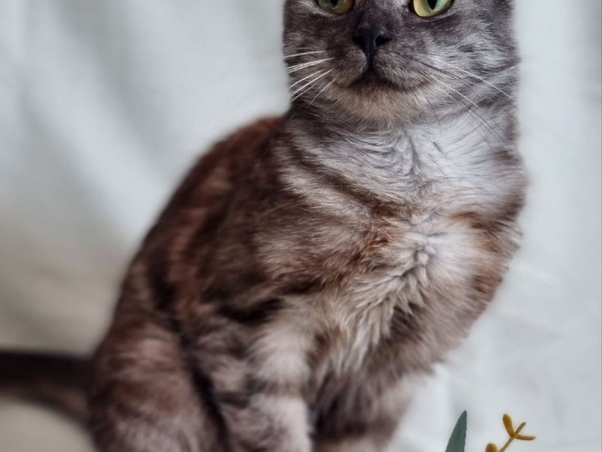 Котенок Алмаз 7 мес