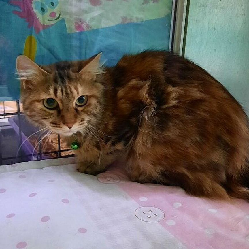 Карельский бобтейл, взрослая кошка