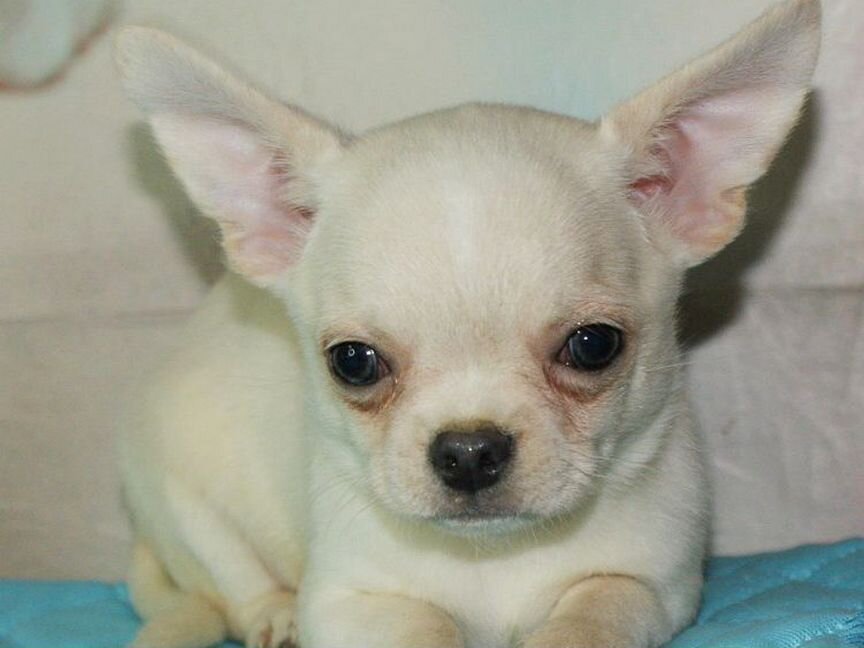 Чихуахуа кремовые
