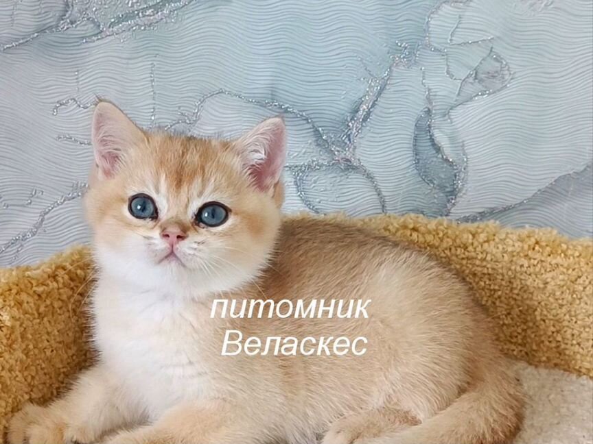 Золотой мальчик-британчик