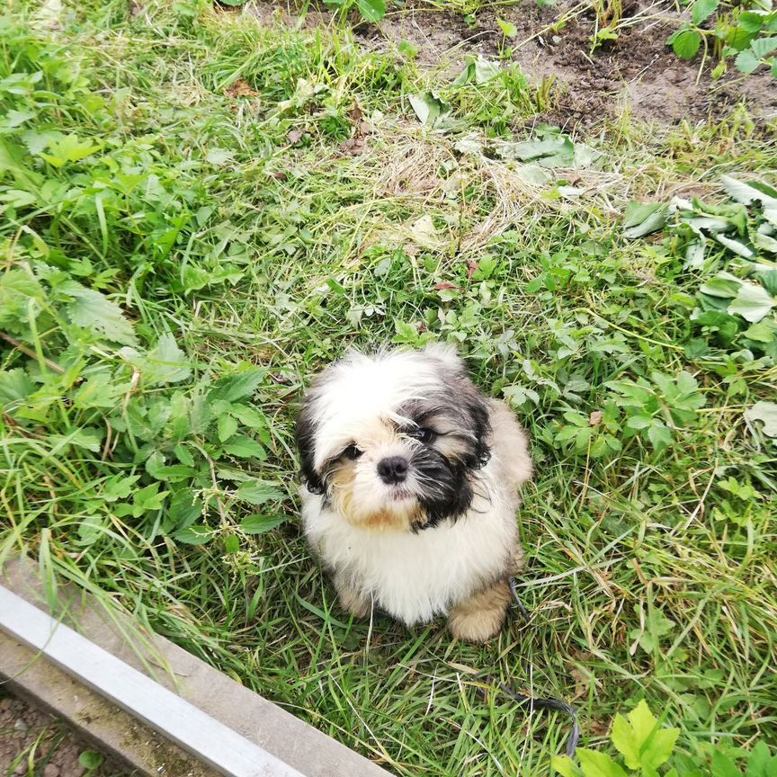 Цветная болонка