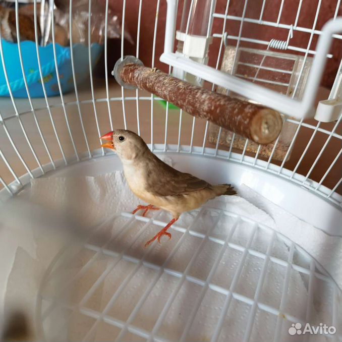 Амадинка с клеткой