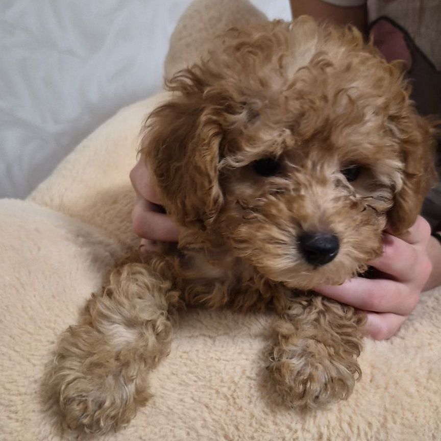 Той-пудель, щенок