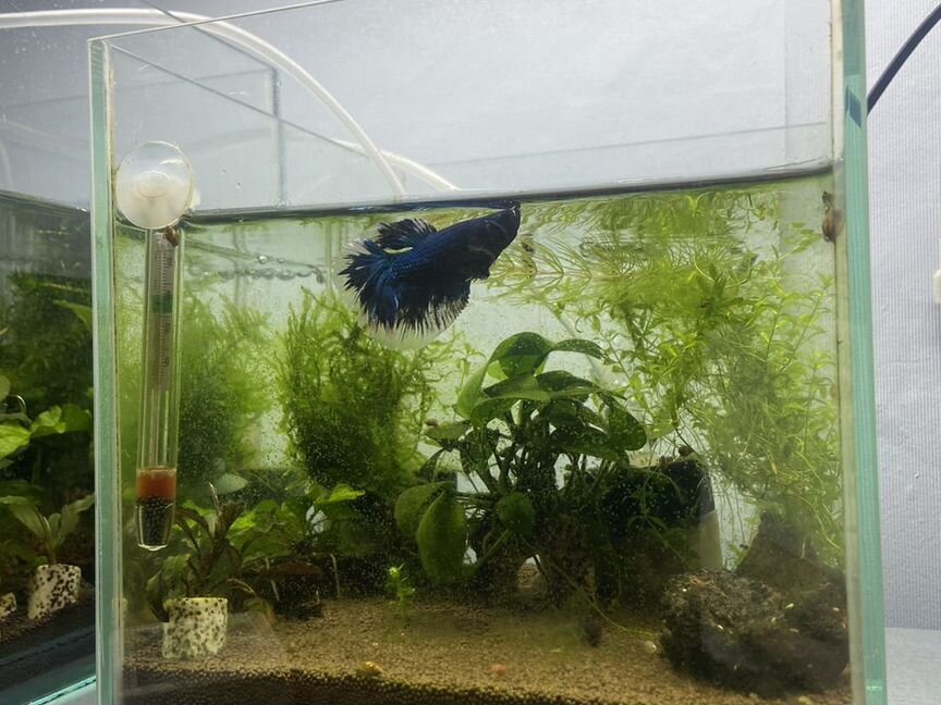 Аквариум с рыбками