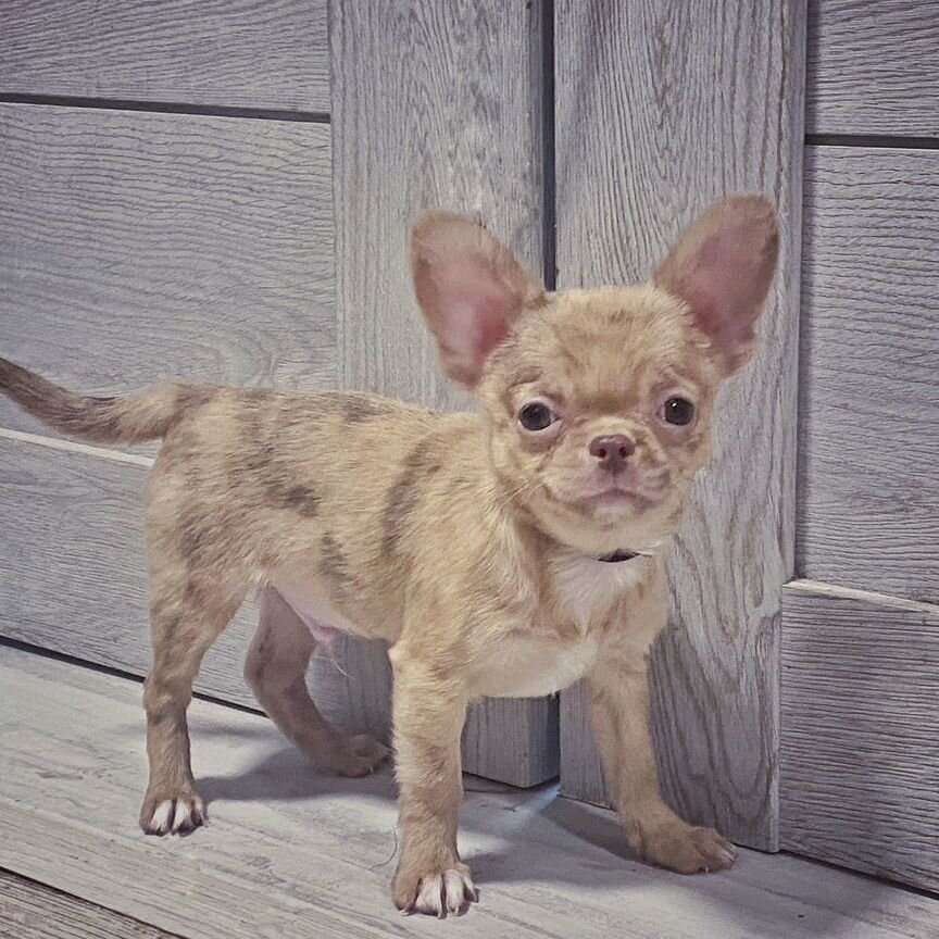 Мальчик шоко-мерль гш (доставка)