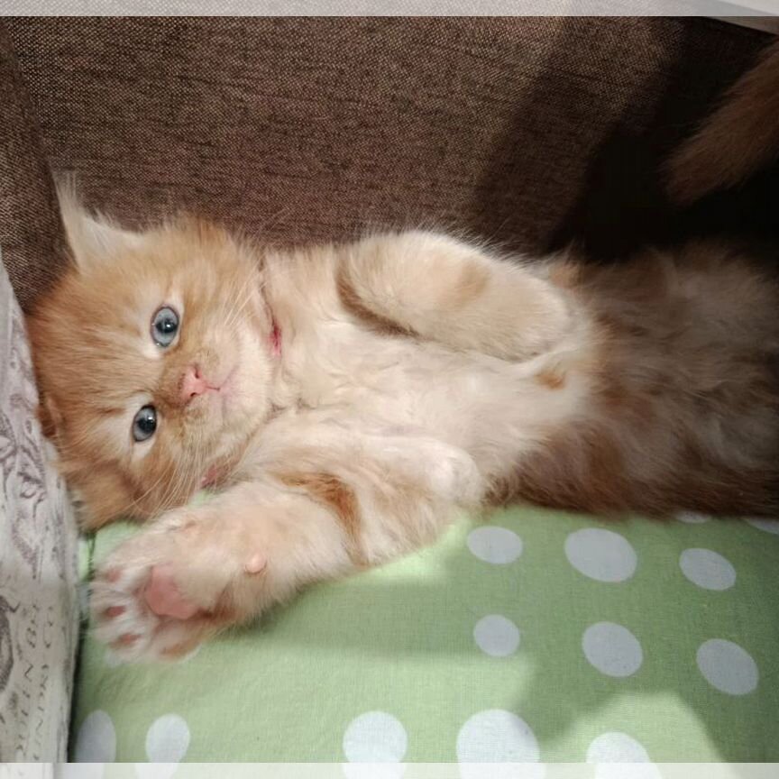 Мейн-кун котёнок