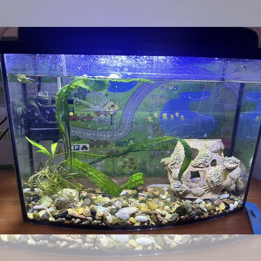 Аквариум с рыбками и тритоном