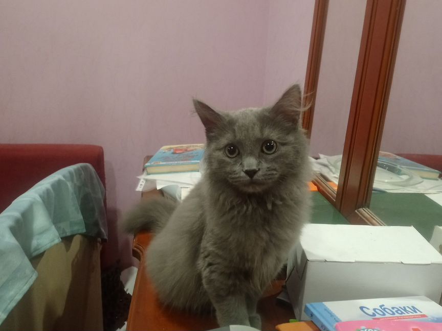 Котенок мальчик 4 мес ищет дом