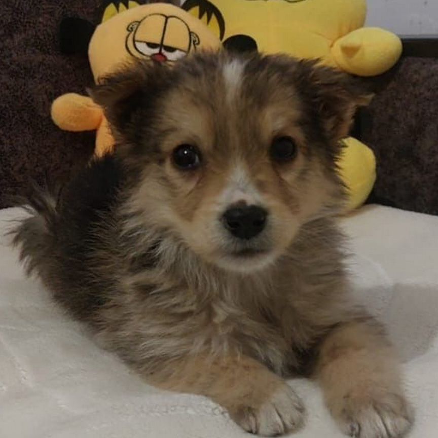 Щенок в добрые руки