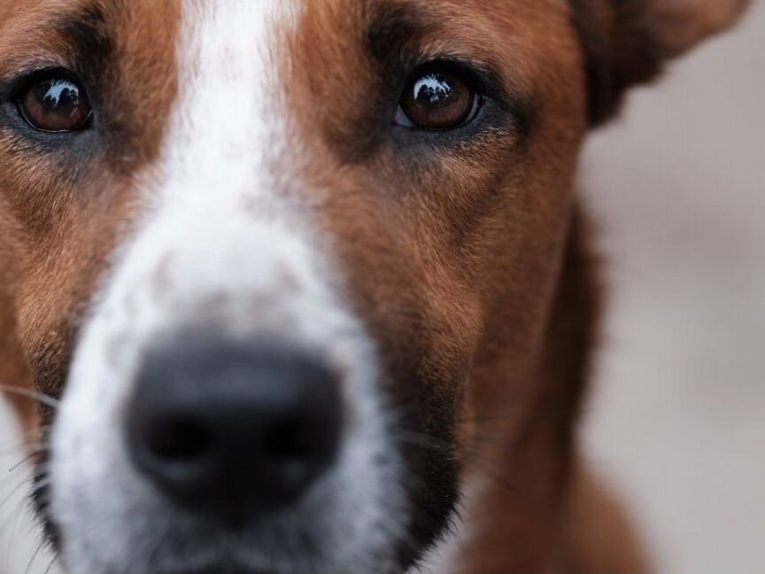 Собака в добрые руки бесплатно