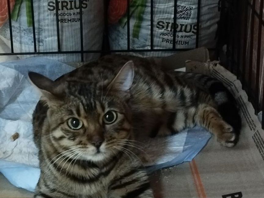 Бенгальская кошка в добрые руки