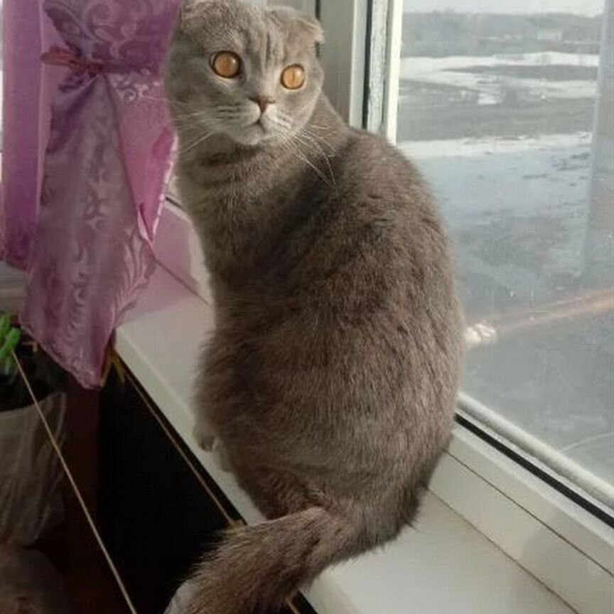 Шотландский вислоухий короткошёрстный котёнок