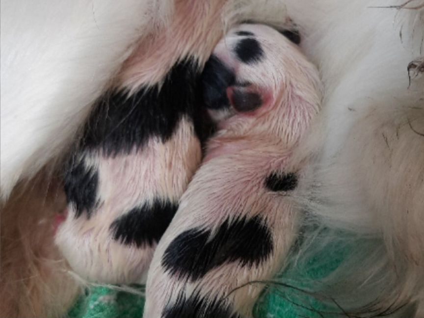 Японский хин