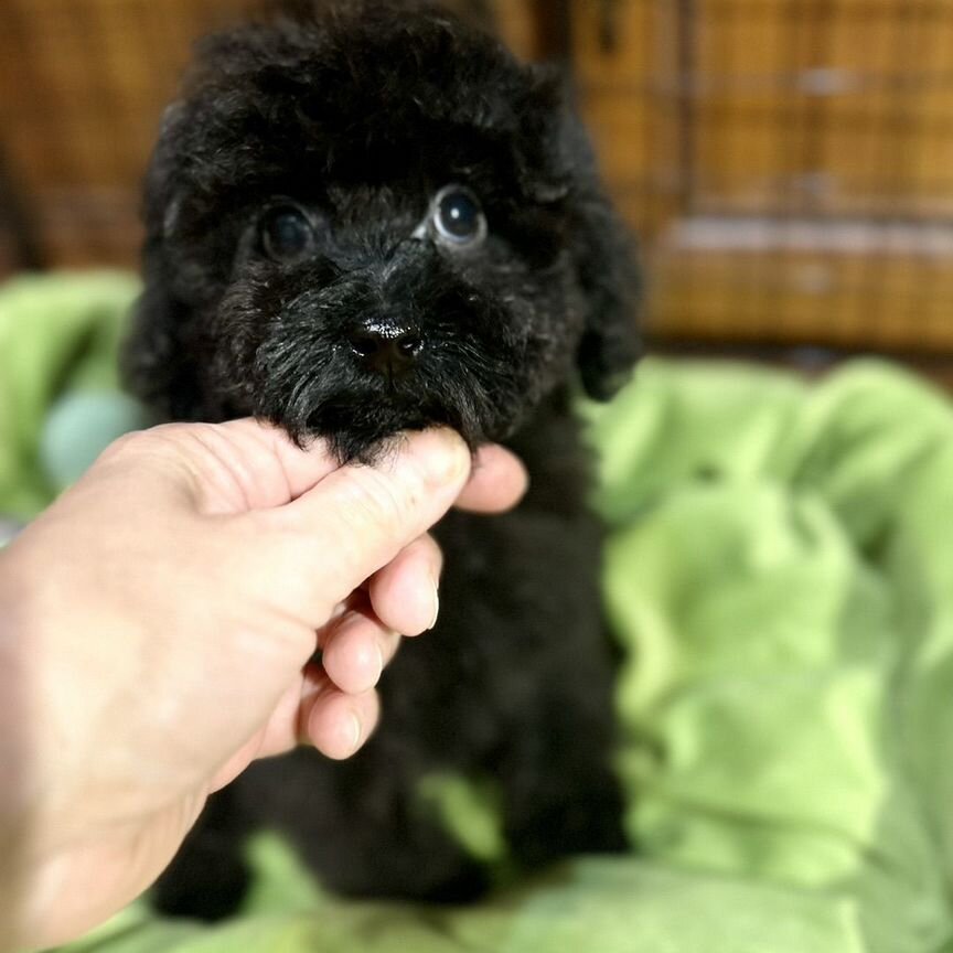 Той-пудель тедди мини