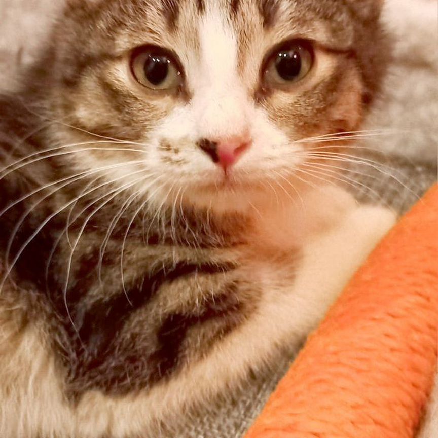 Котята бесплатно