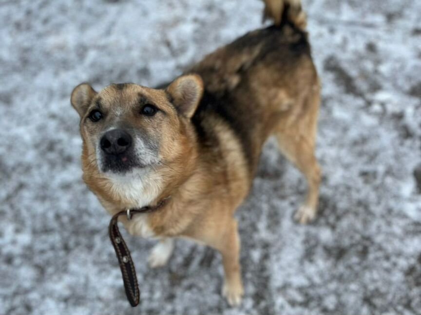 Грустный пес из приюта