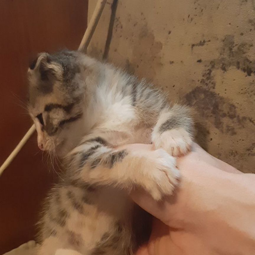 Котята в добрые руки даром