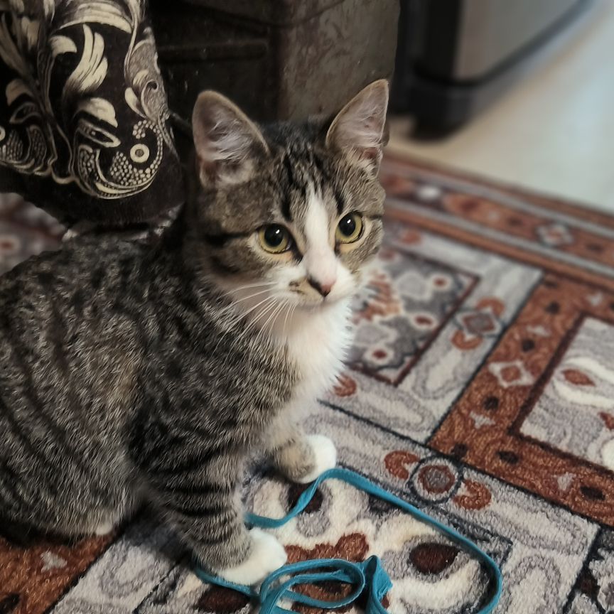 Отдаю котят в добрые руки