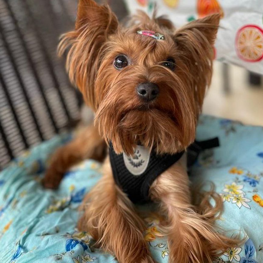 Йоркширский терьер