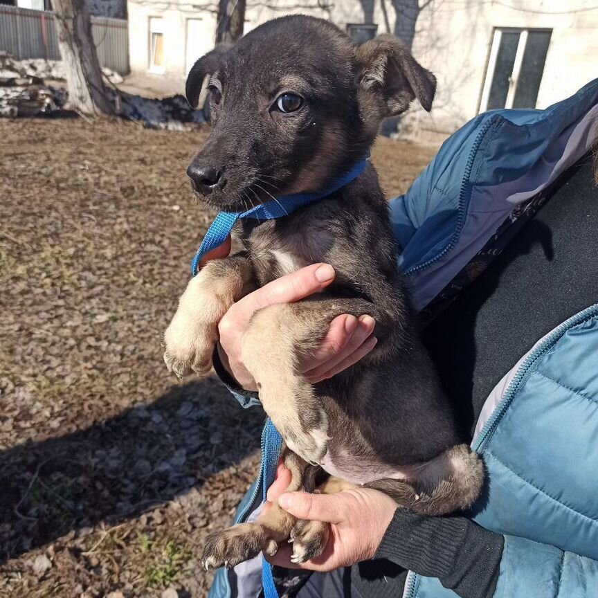 Щенок в добрые руки бесплатно