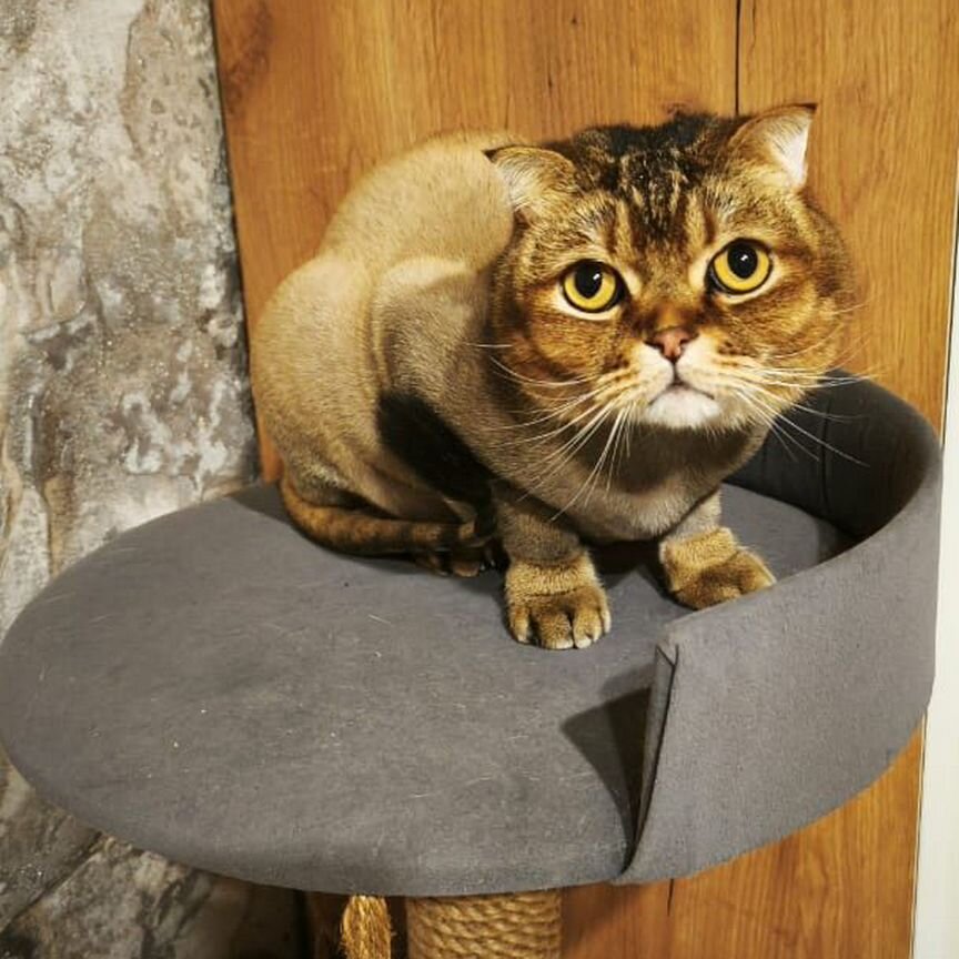 Шотланский кот в добрые руки